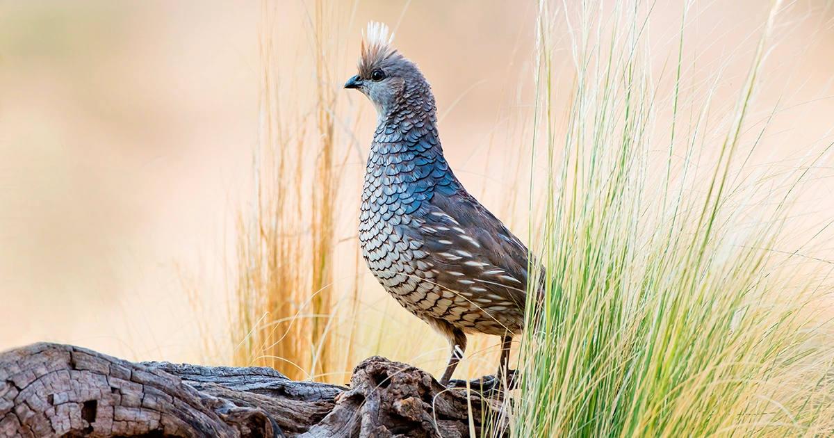 Codorniz Escamosa - El Carmen - Cemex