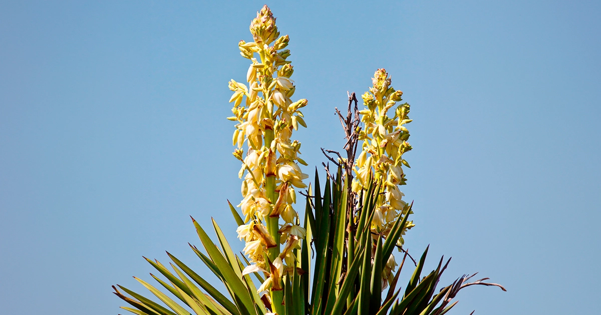 Yucca de Buckley - El Carmen - Cemex