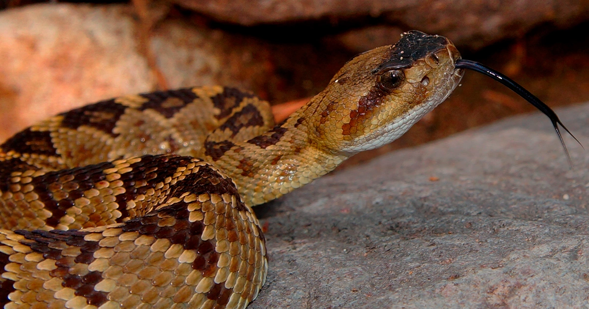 Cascabel de Cola Negra - El Carmen - Cemex
