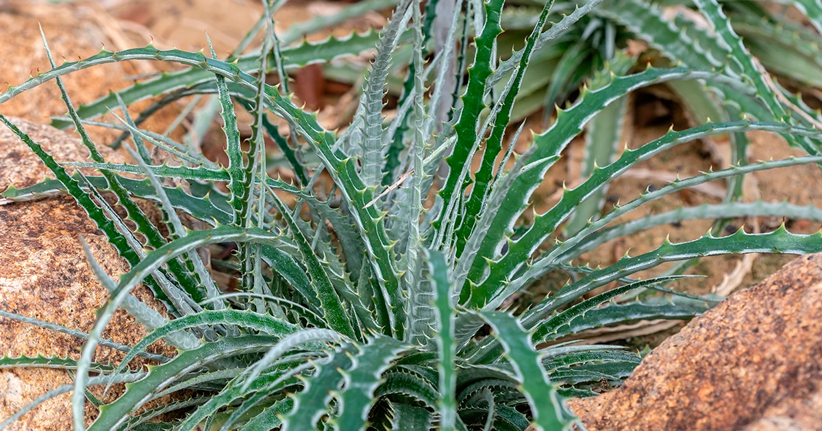 Texas False Agave - El Carmen - Cemex