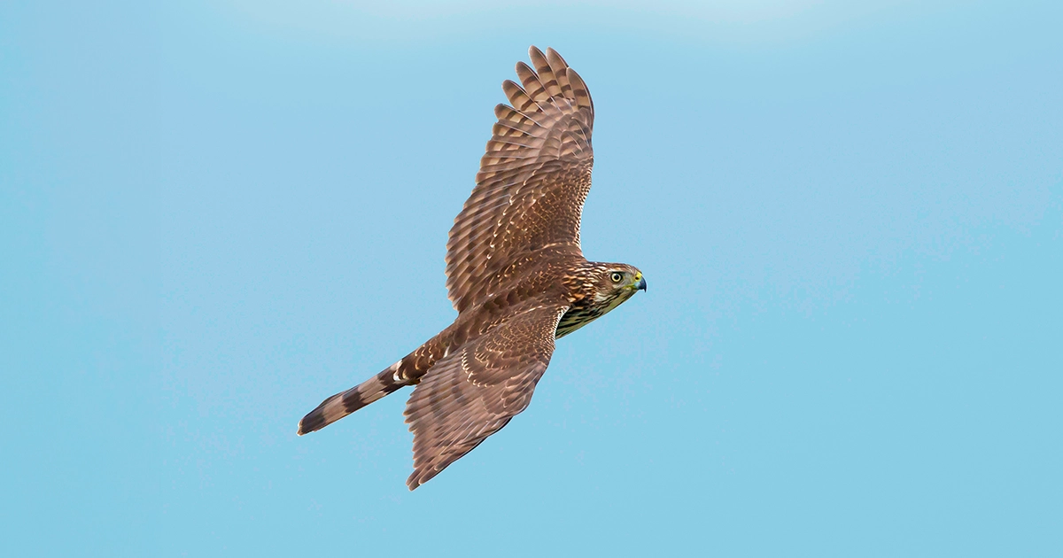 Cooper's Hawk - El Carmen - Cemex